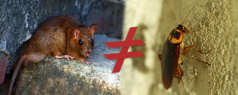 Qual a diferença entre fezes de rato e fezes de barata? | Desentupidora ...