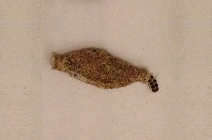 Quais os tipos de traças mais comuns? | Desentupidora e Dedetizadora ...