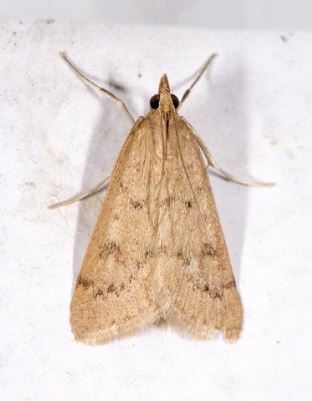 Quais os tipos de traças mais comuns? | Desentupidora e Dedetizadora ...