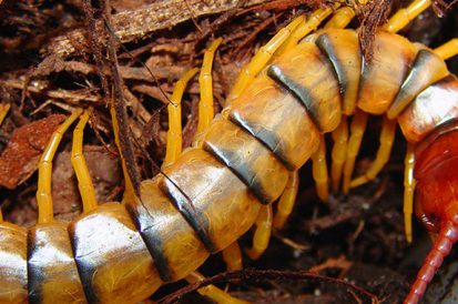 O que é lacraia? | Desentupidora e Dedetizadora Império